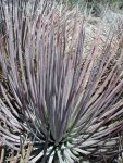 Agave striata, Agave stricta Starr Nursery