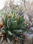 Agave oteroi - a new species from Puebla/Oaxaca - Starr Nursery Starr ...