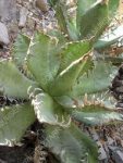Agave oteroi - a new species from Puebla/Oaxaca - Starr Nursery Starr ...