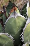 Agave oteroi - a new species from Puebla/Oaxaca - Starr Nursery Starr ...