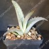 Agaves Archives - Starr Nursery Starr Nursery