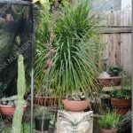 Agave polianthiflora x Agave nizandensis - 3-inch pots - Starr Nursery ...